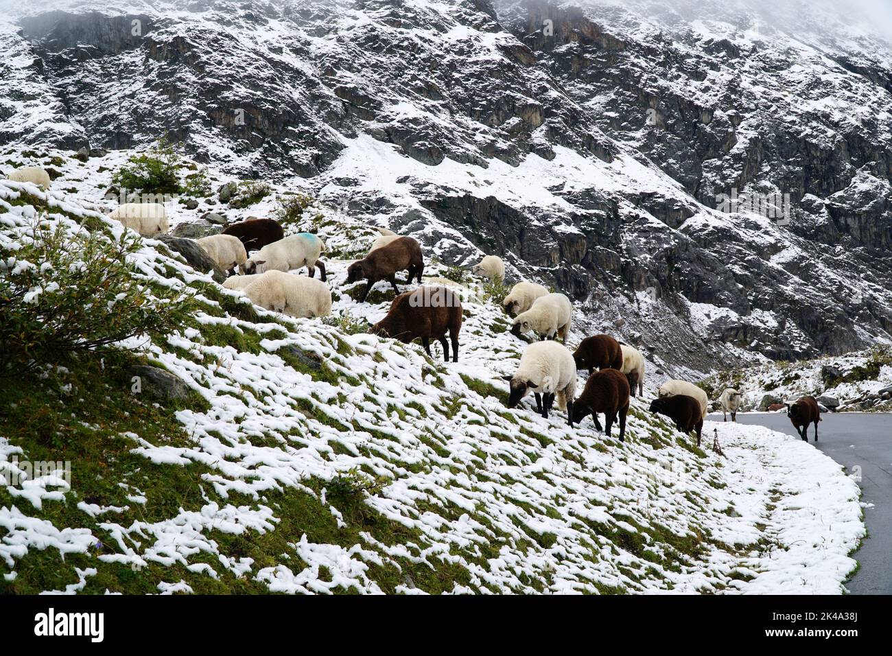 Cute sheep on snowy mountains Stock Photo - Alamy