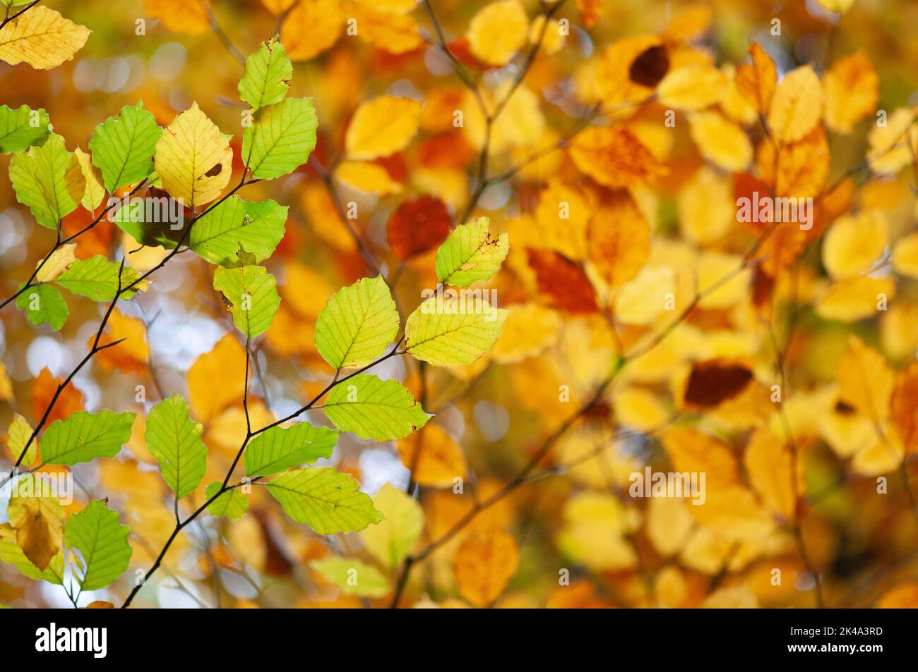 Fogliace hi-res stock photography and images - Alamy