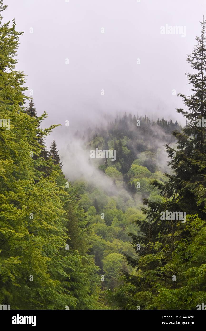A mesmerizing vertical view of a green forest on the hillside covered ...