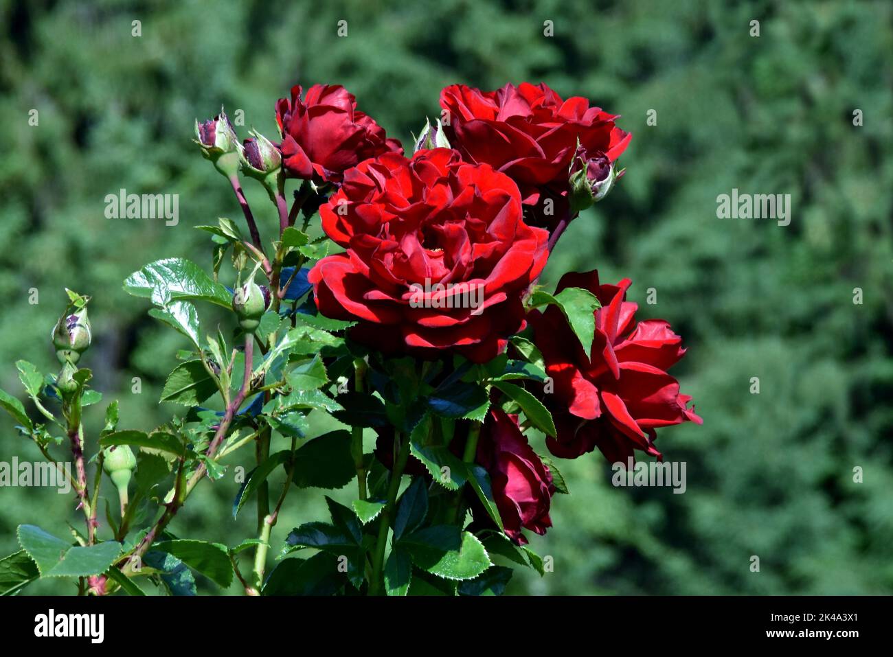 The close-up view of red garden roses before the green leaves in the ...