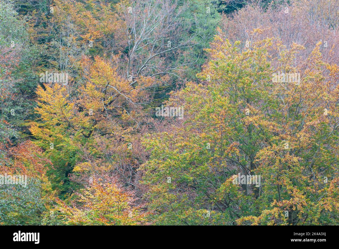 Paesaggio autunnale su monte Accellica,Camapnia,Italia Stock Photo - Alamy