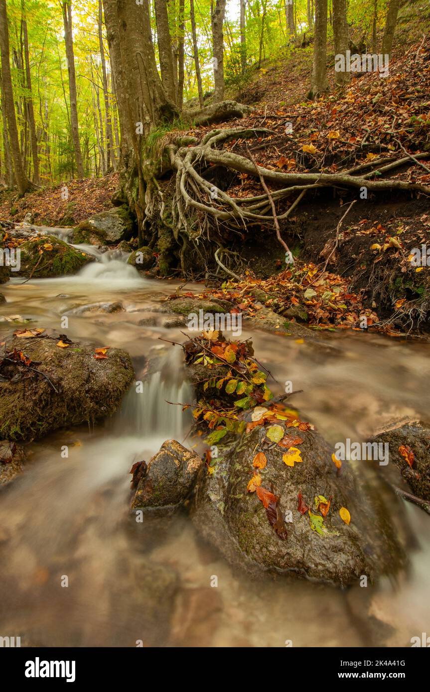 Paesaggio autunnale con torrente sul monte Polveracchio, Campania ...