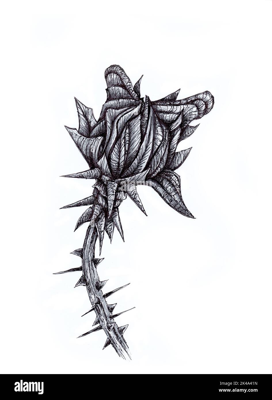 Floral foliage drawing Cut Out Stock Images & Pictures - Alamy