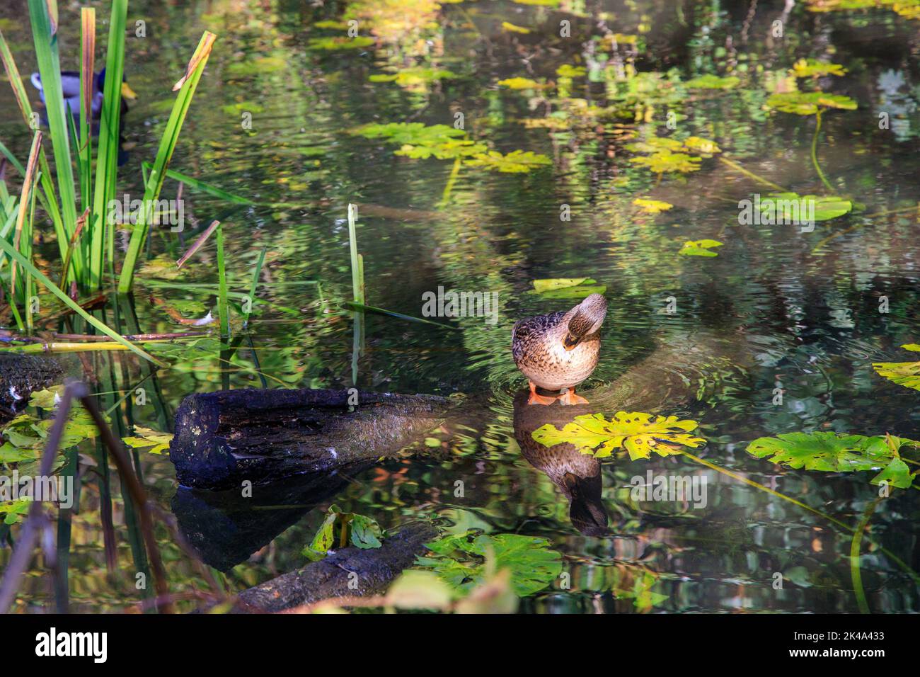 A brown mallard duck resing on a submerged log in a pond Stock Photo ...