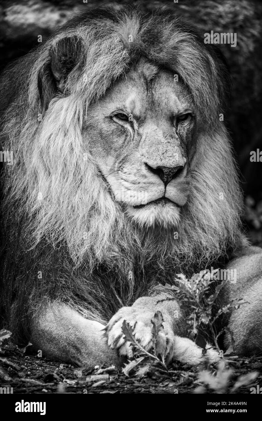 Greyscale lion hi-res stock photography and images - Alamy