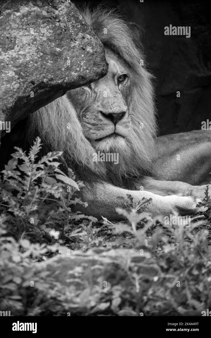 Greyscale lion hi-res stock photography and images - Alamy