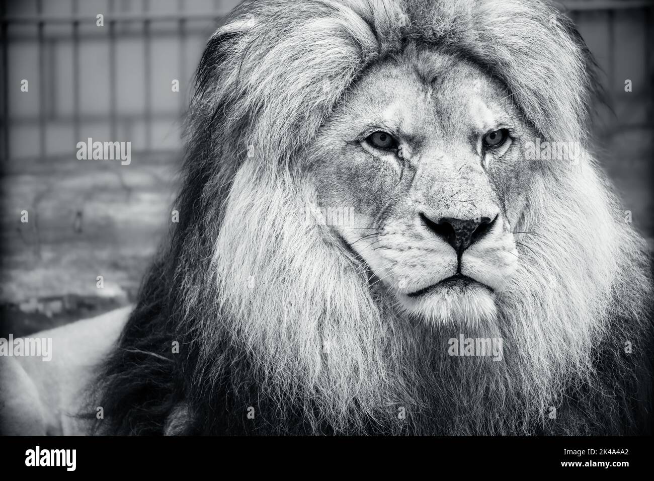 Greyscale lion hi-res stock photography and images - Alamy