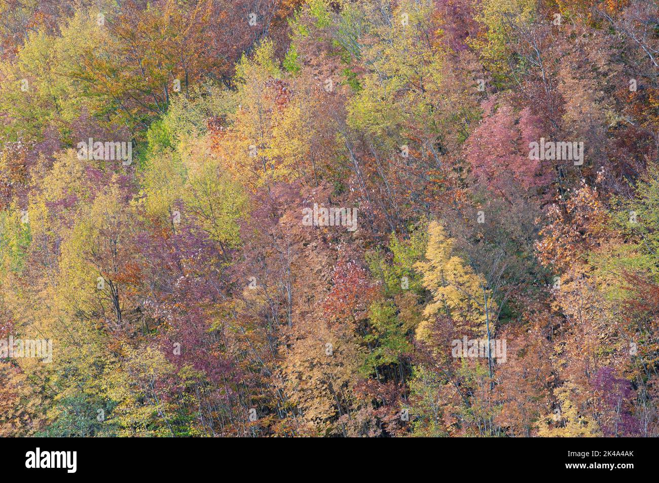 Paesaggio autunnale sul monte Polveracchio,Campania,Italia Stock Photo ...