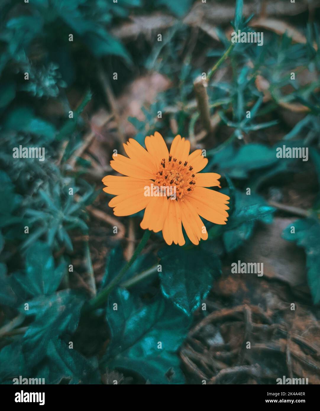 A vertical closeup shot of a blooming orange wildflower on a field ...