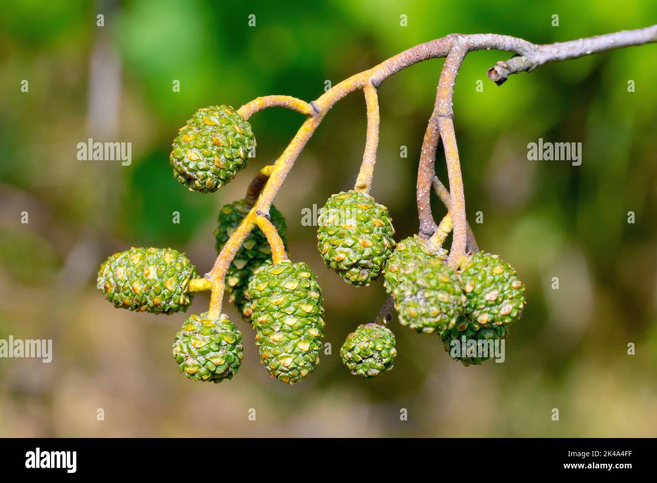 Alder (alnus glutinosa), close up of an isolated cluster of ripening ...