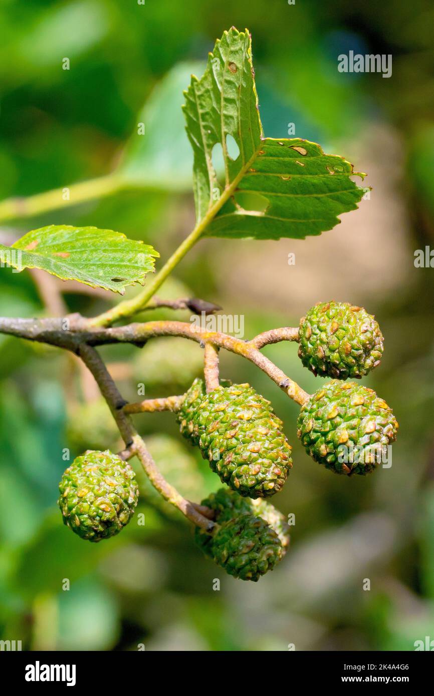 Alder (alnus glutinosa), close up of an isolated cluster of ripening ...