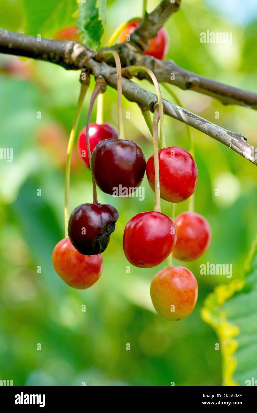 Cherry (prunus avium), close up of a cluster of fruits or cherries ...