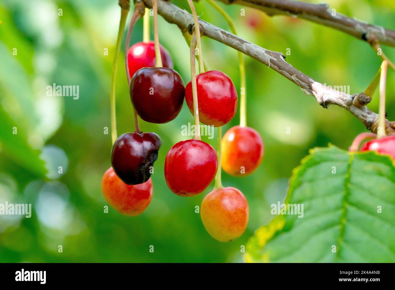 Cherry (prunus avium), close up of a cluster of fruits or cherries ...