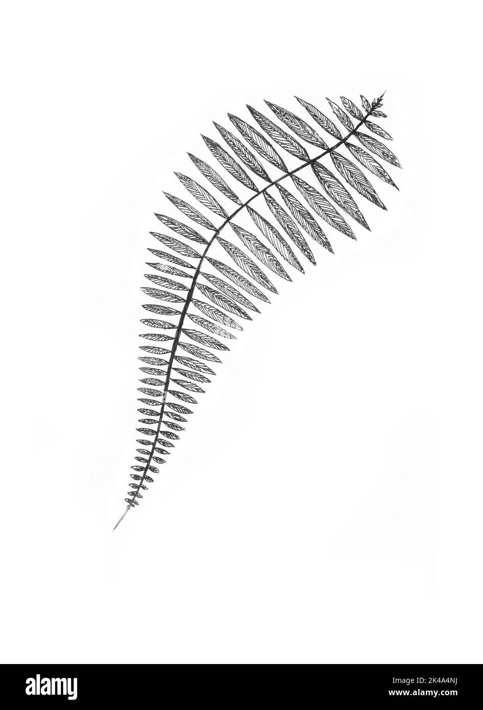 Foliage and flowers Black and White Stock Photos & Images - Alamy