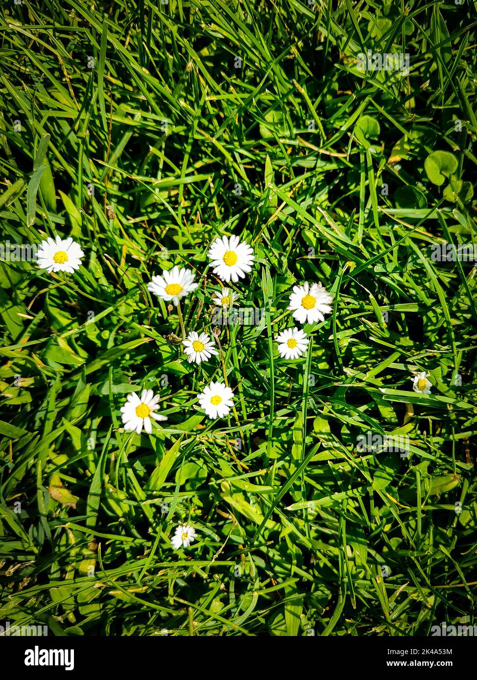 A vertical top view of common daisy flowers on a grass field Stock ...