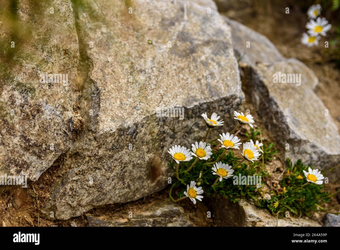 A closeup shot of white daisy flowers on a stone wall Stock Photo - Alamy