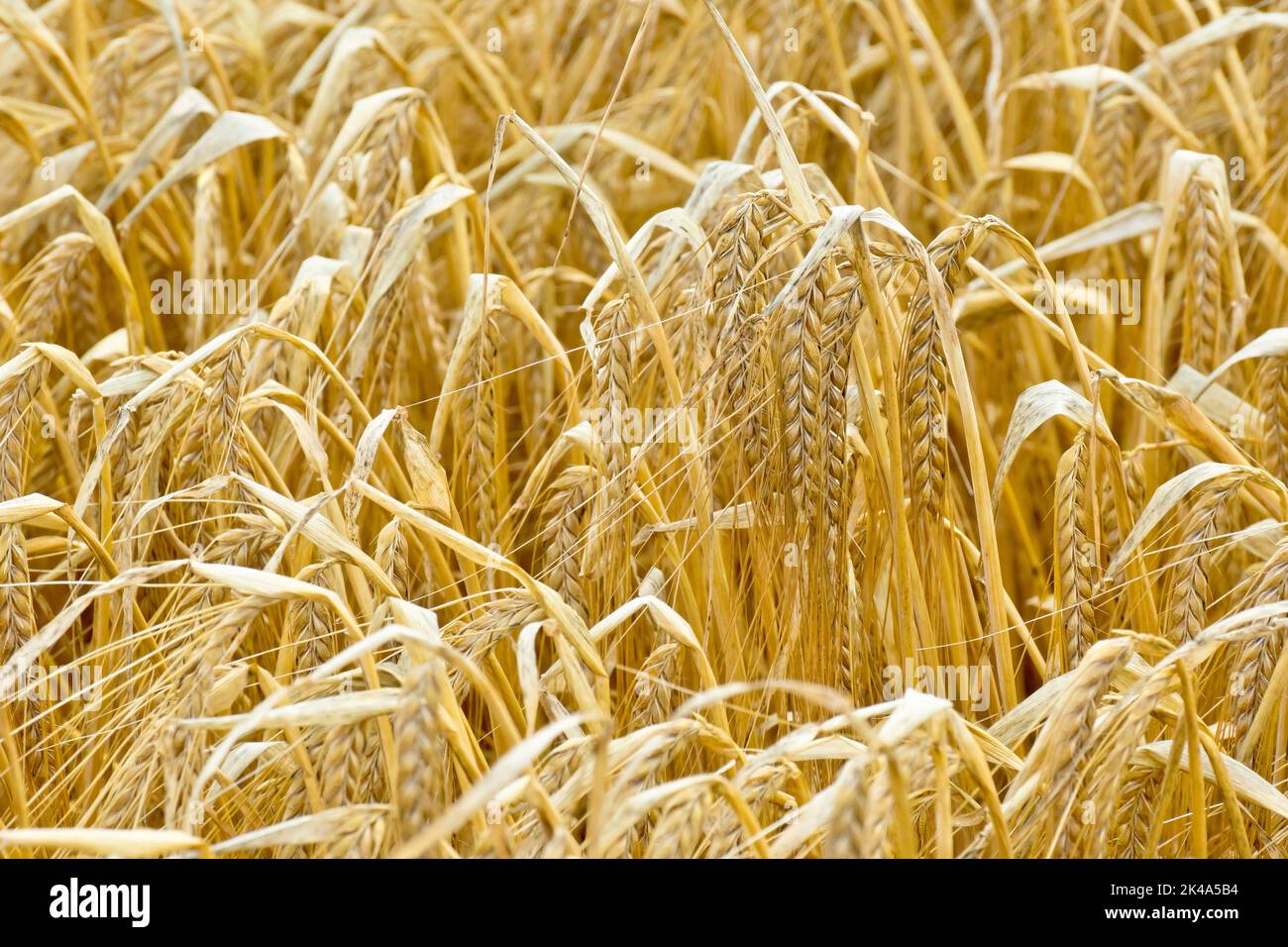 Close up of the crop Rye (secale), ripening on the fertile farmland of ...