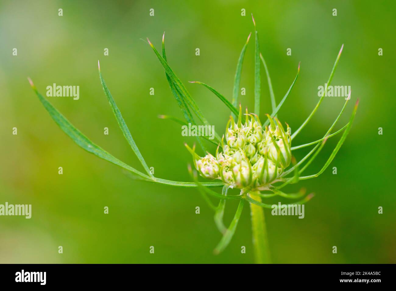 Wild Carrot (daucus carota), close up of a solitary isolated flowerhead ...