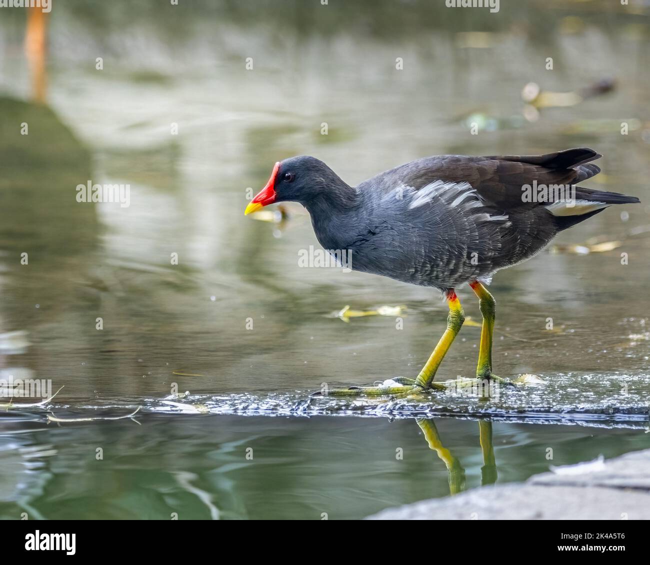 A Eurasian Water hen with colorful legs and red beak Stock Photo - Alamy