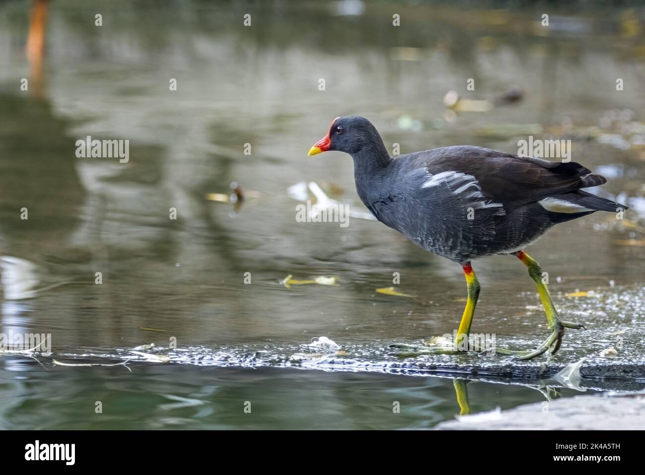 A eurasian water hen walking near a lake Stock Photo - Alamy