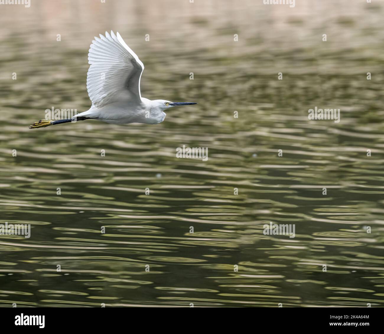 Snowy egret flying over water hi-res stock photography and images - Alamy