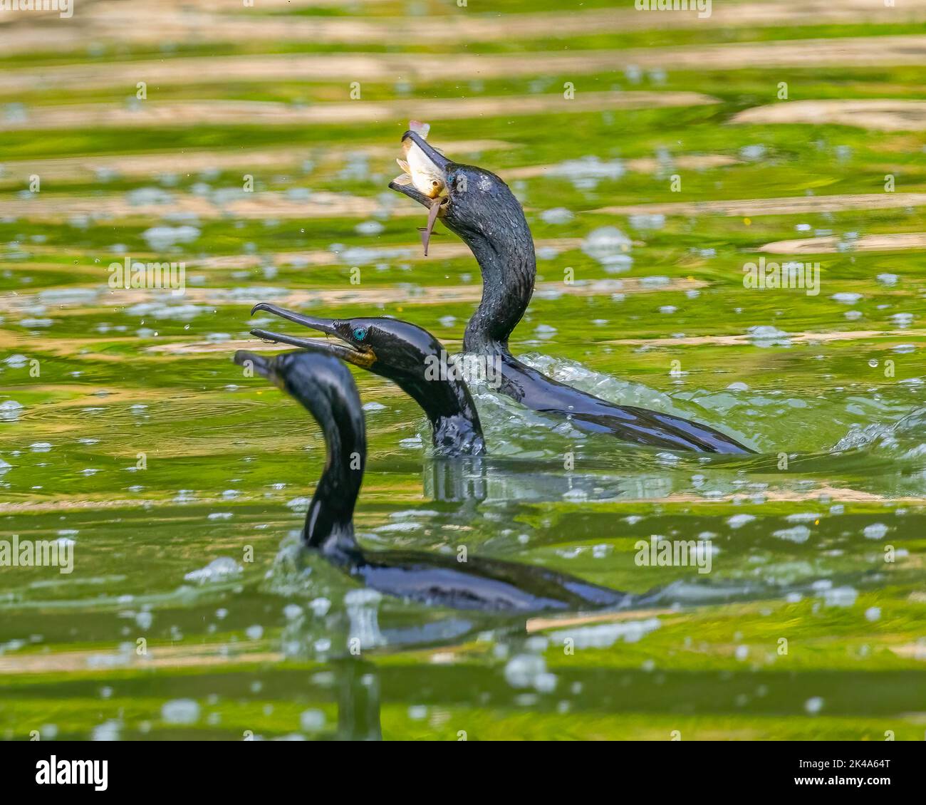 A Trio on hunting fishes in lake Stock Photo - Alamy