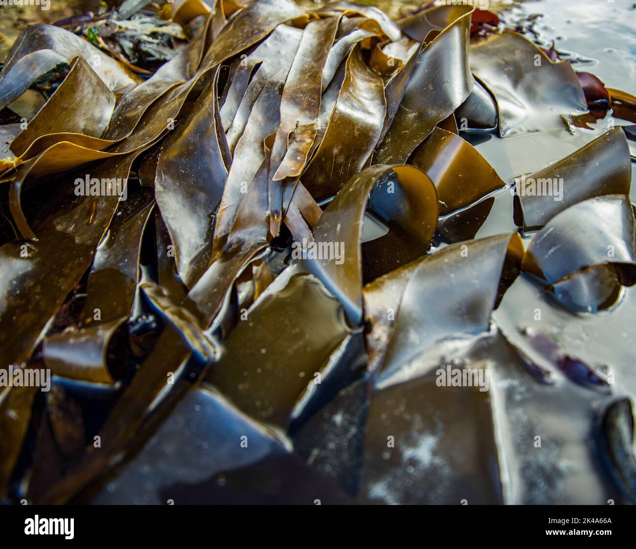 Atlantic Oarweed seaweed, Kelp (Laminaria Digitata) in atlantic rock ...