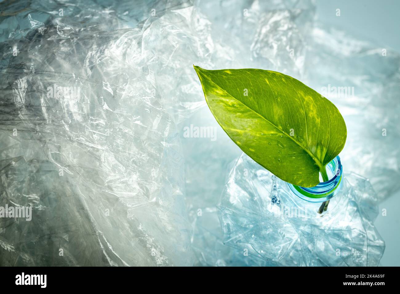 plastic foil and a bottle with a sticking out young green leaf ...