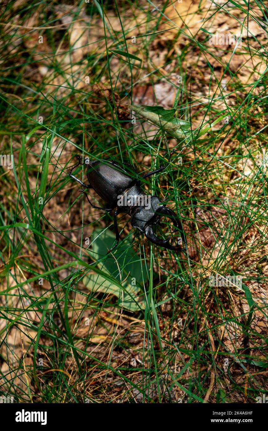 A vertical closeup of a stag beetle on grass Stock Photo - Alamy