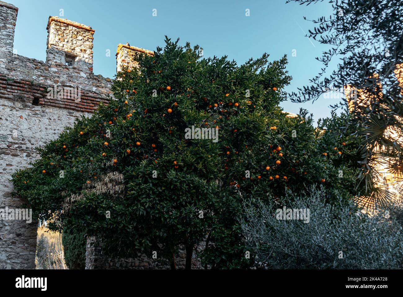 A beautiful tangerine tree in a garden Stock Photo - Alamy