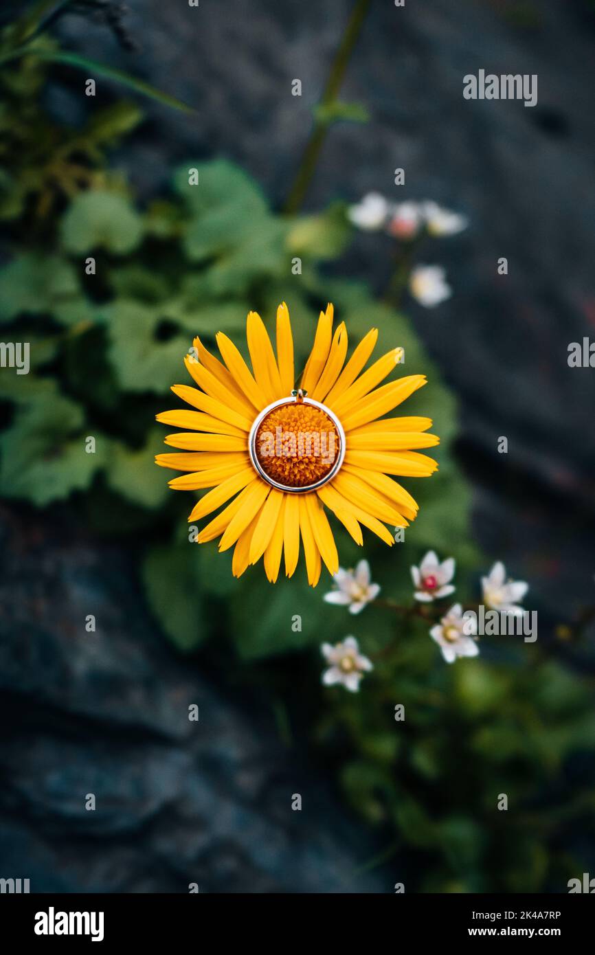 A vertical shot of a yellow flower blossoming in the garden Stock Photo ...