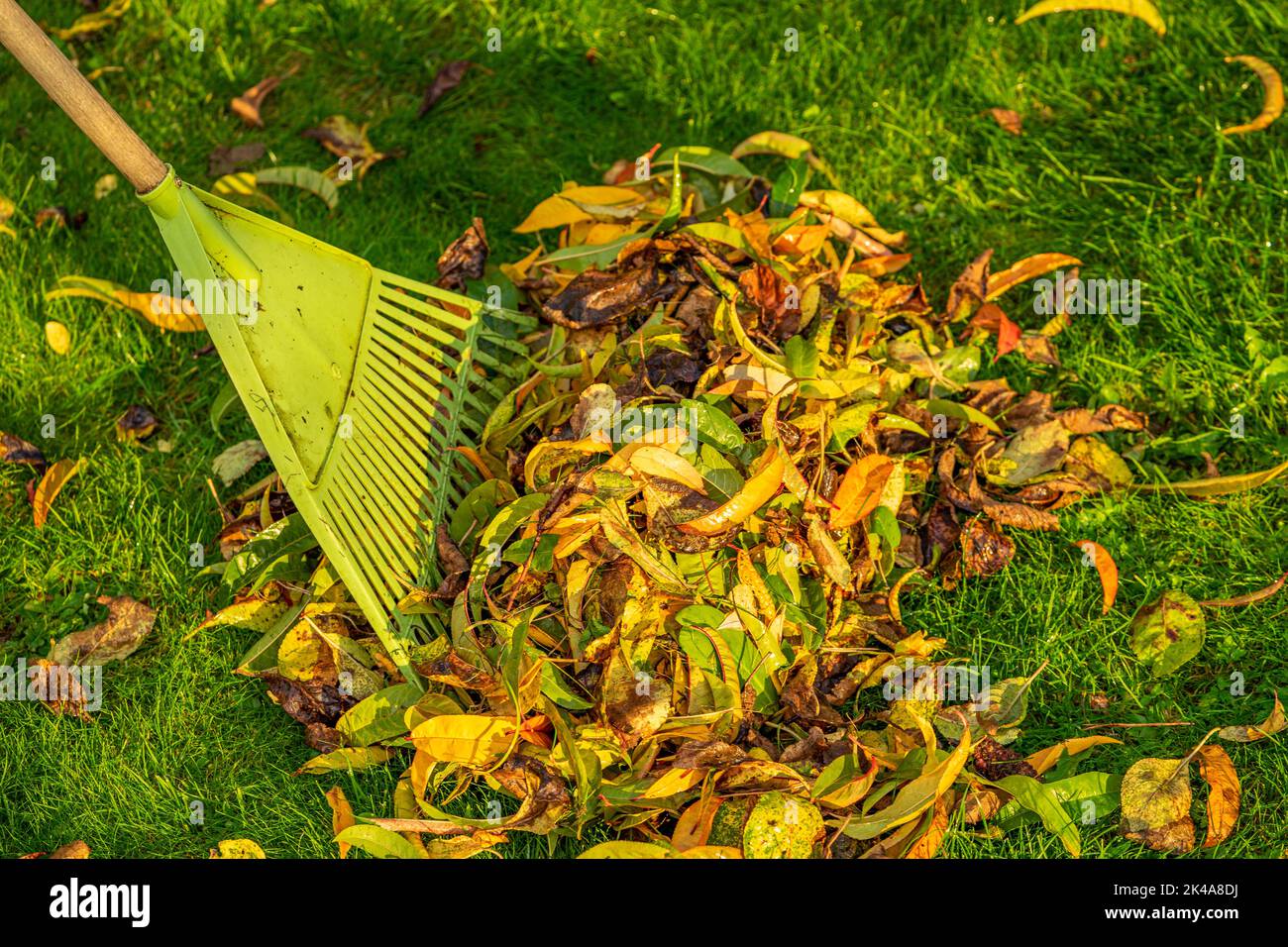 Autumn foliage and rake in meadow hi-res stock photography and images ...
