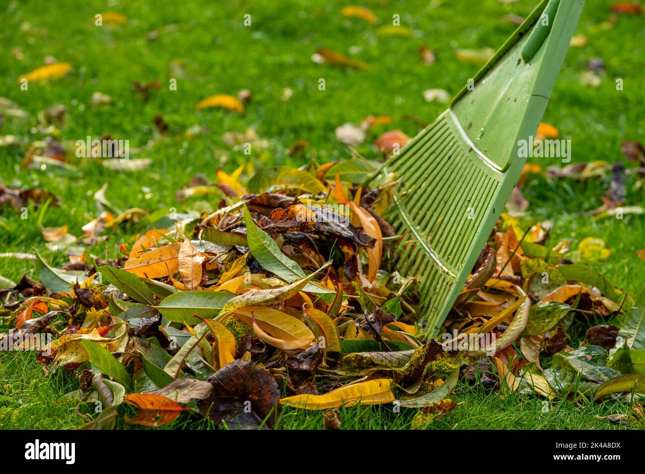 Autumn foliage and rake in meadow hi-res stock photography and images ...