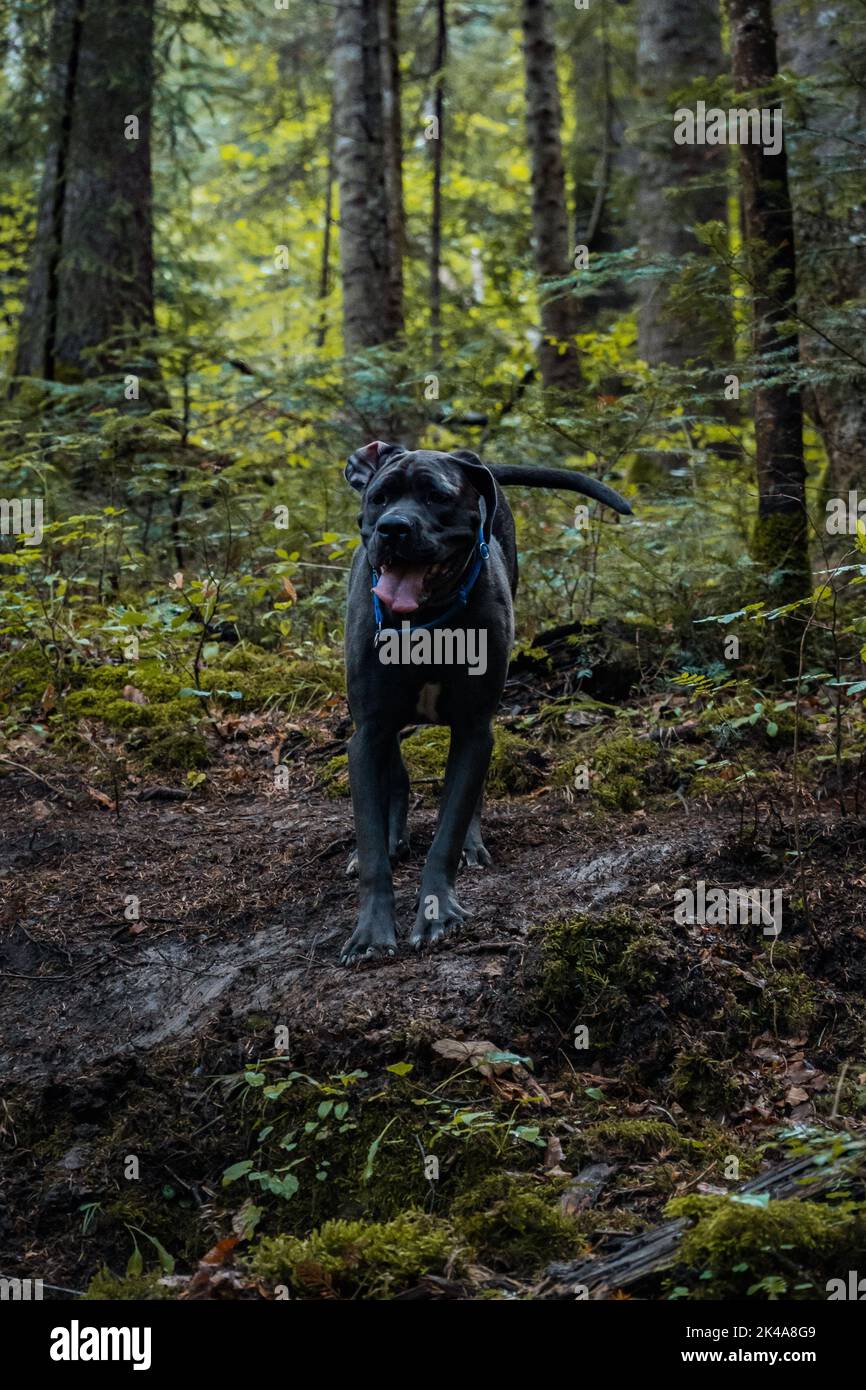 A vertical shot of an adorable large black dog in a park Stock Photo ...