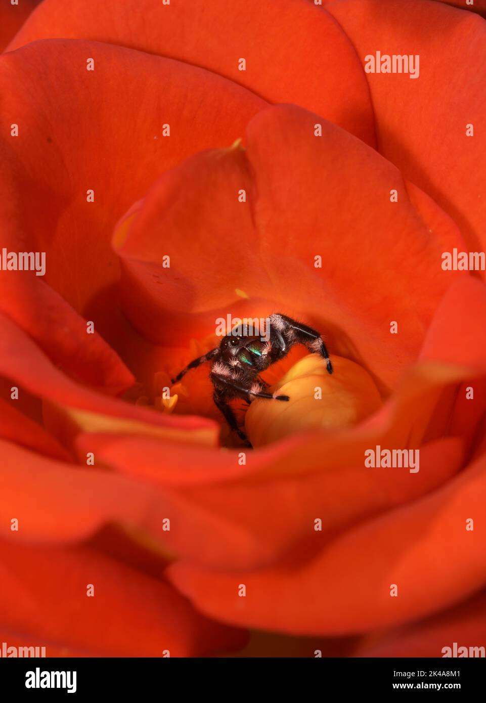 Spider rose hi-res stock photography and images - Alamy