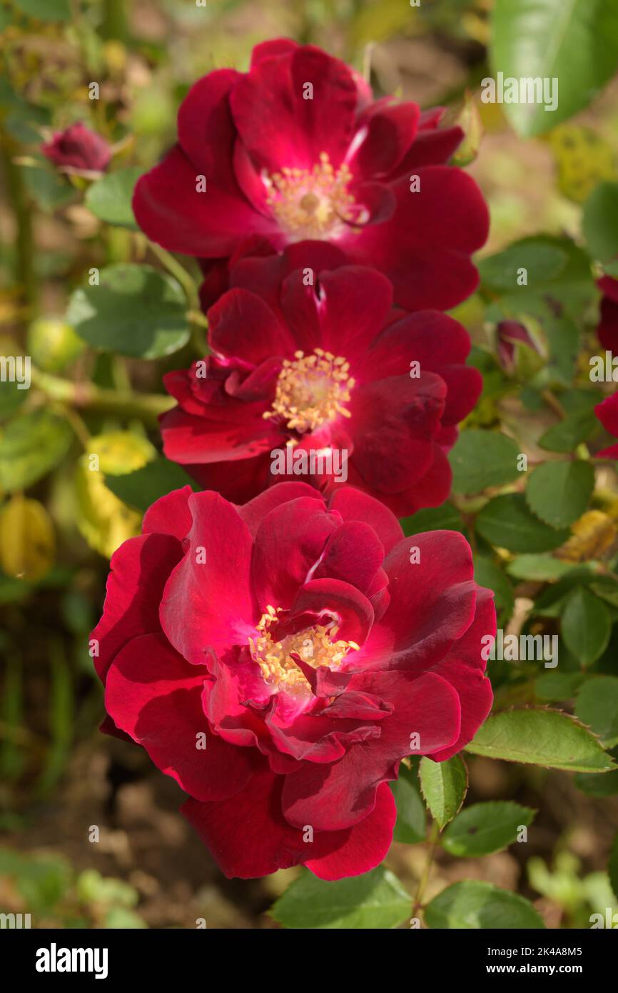 Climbing roses hi-res stock photography and images - Alamy