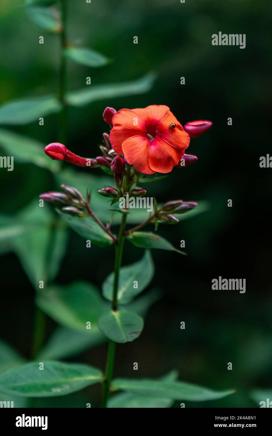A vertical closeup shot of a blooming orange trumpet vine flower Stock ...