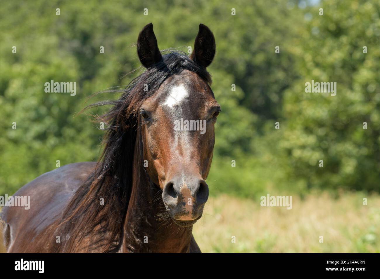 Dark bay Arabian horse looking at the viewer head-on; with copy space ...