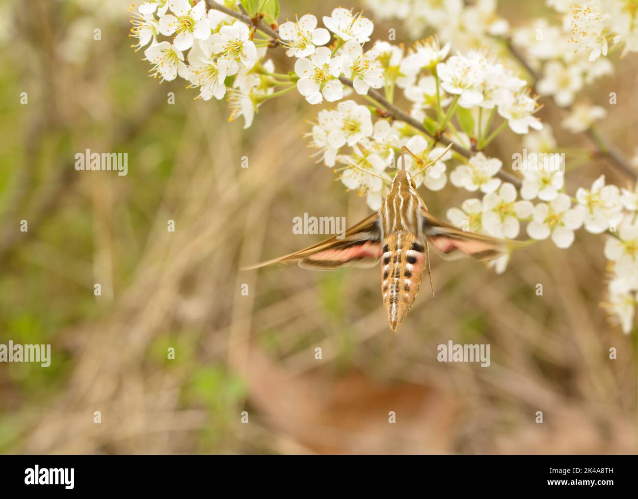 White-lined Sphinx moth in flight, feeding on a white plum flower in ...