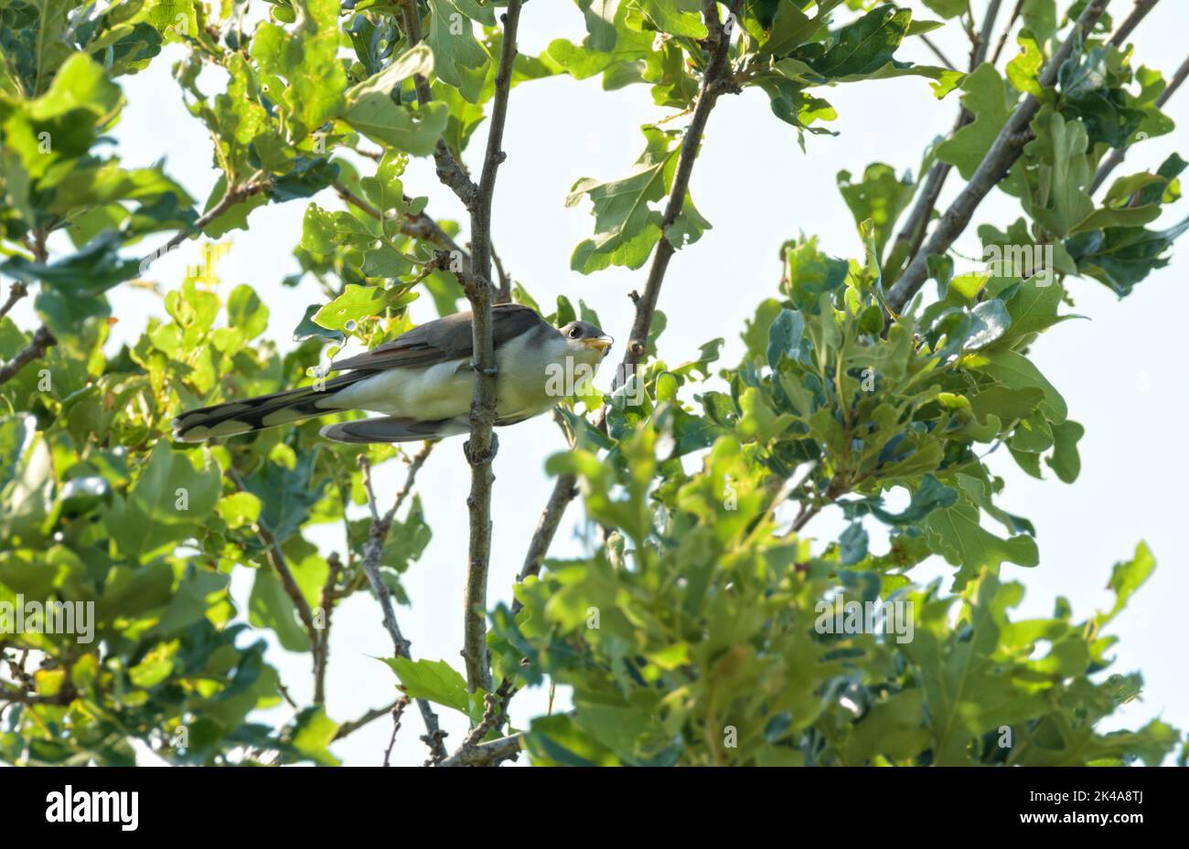 Beautiful Yellow-billed Cuckoo perched up high in an oak tree Stock ...
