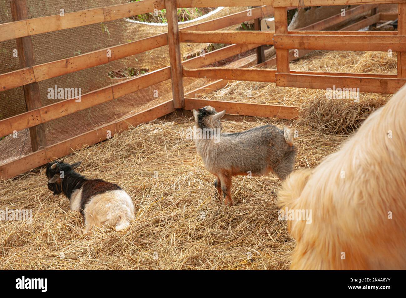 Sheep in farm with hay and straw Stock Photo - Alamy
