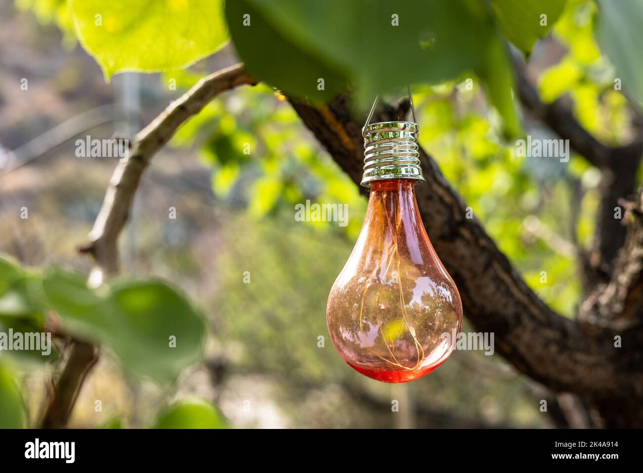 A red light bulb hanging on a tree in an orchard Stock Photo - Alamy