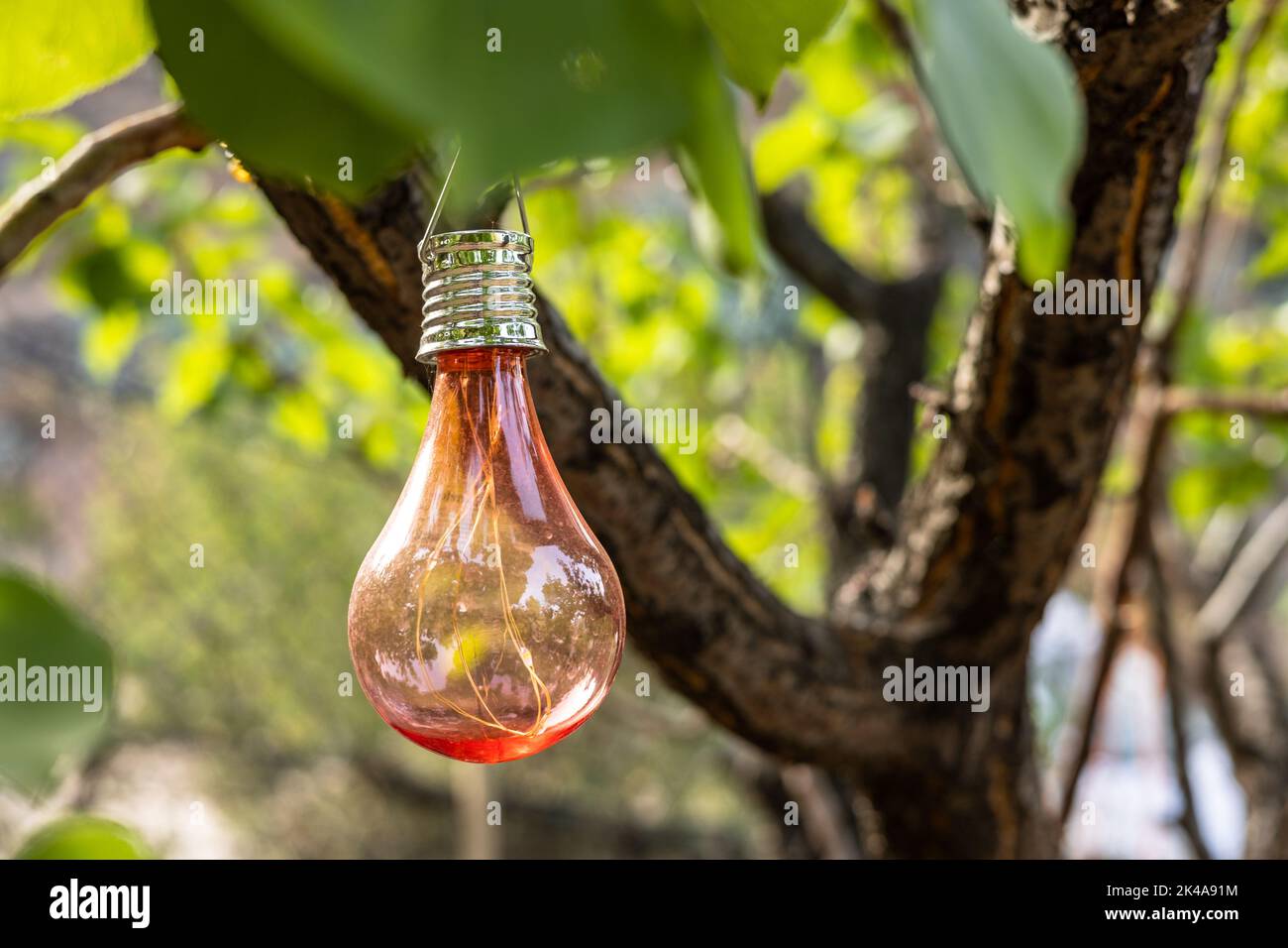 A red light bulb hanging on a tree in an orchard Stock Photo - Alamy