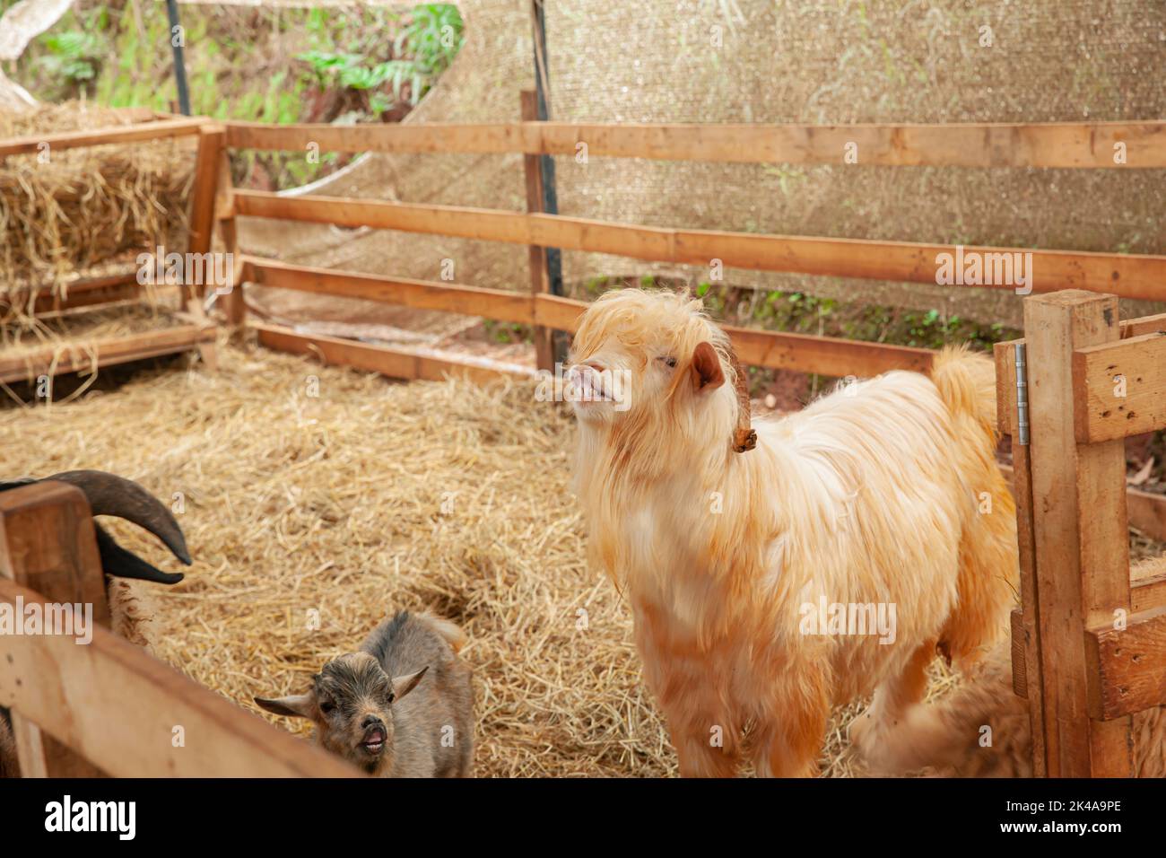 Goat in farm with hay and straw Stock Photo - Alamy