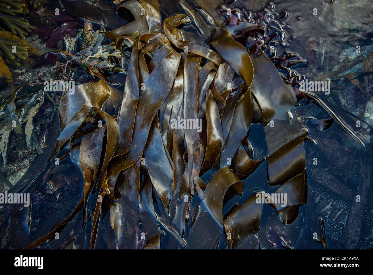 Atlantic Oarweed seaweed, Kelp (Laminaria Digitata) in atlantic rock ...