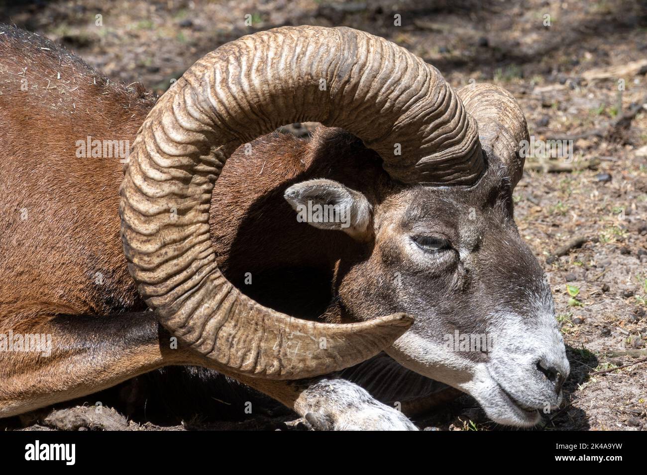 Armenian mouflon hi-res stock photography and images - Alamy