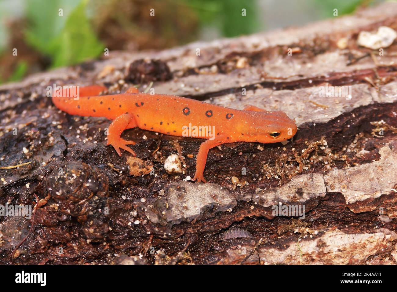 Full body closeup on a colorful red eft stage juvenile Red-spotted newt ...