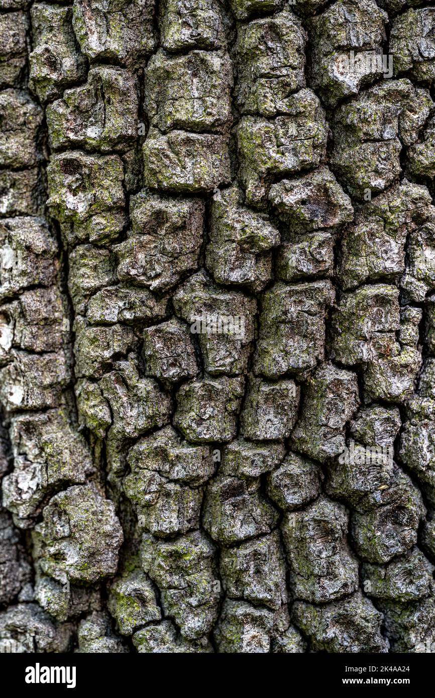 Bark of Macedonian Oak (Quercus trojana Stock Photo - Alamy