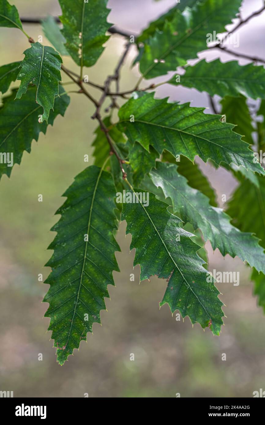 Turkey oak acorn quercus hi-res stock photography and images - Alamy