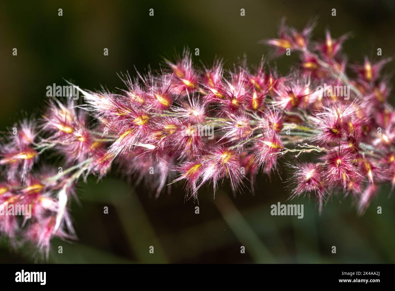 Setifolium hi-res stock photography and images - Alamy